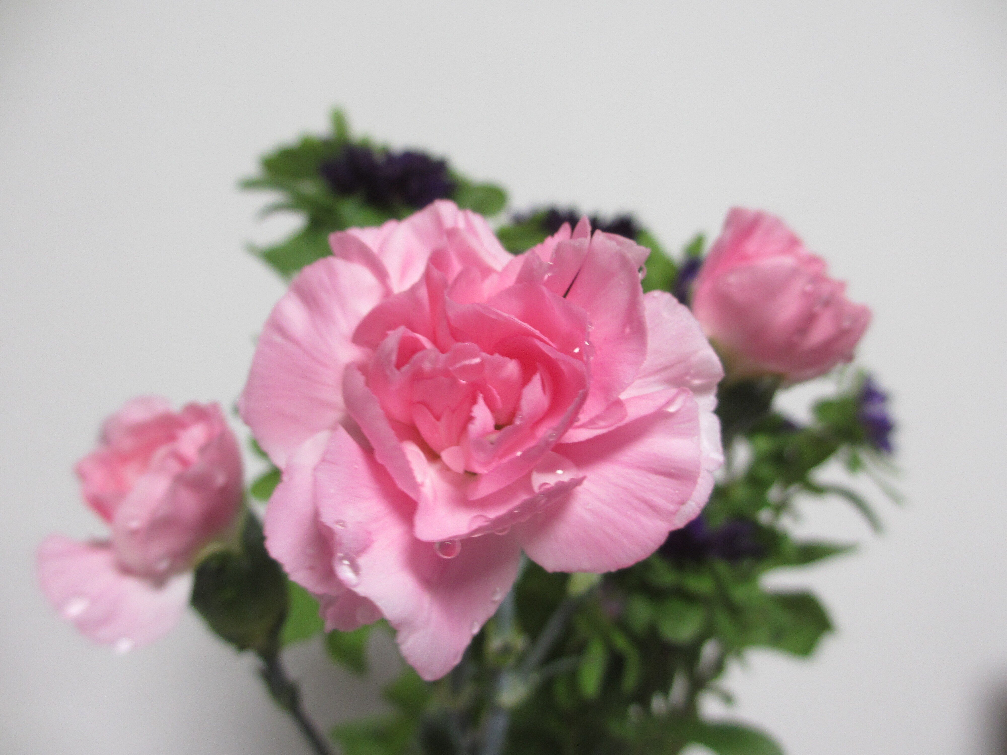 1708回目 3月11日（火）花の雫｜市川裕子