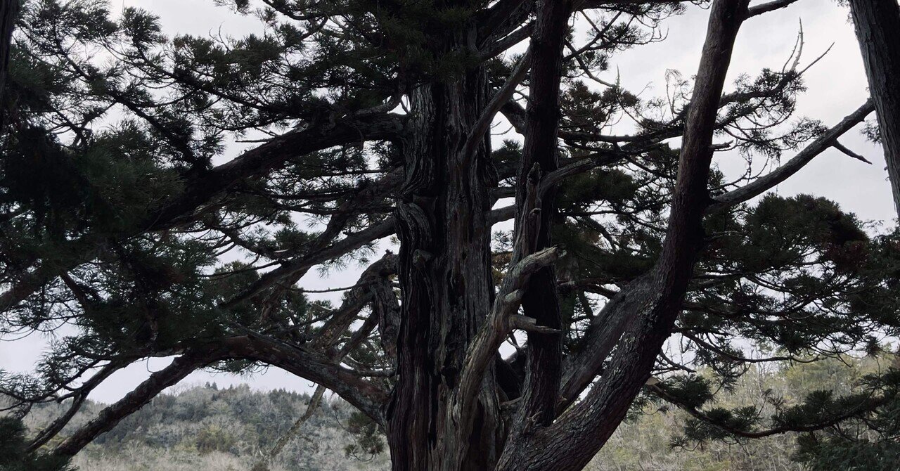 はじまりの｜Mome