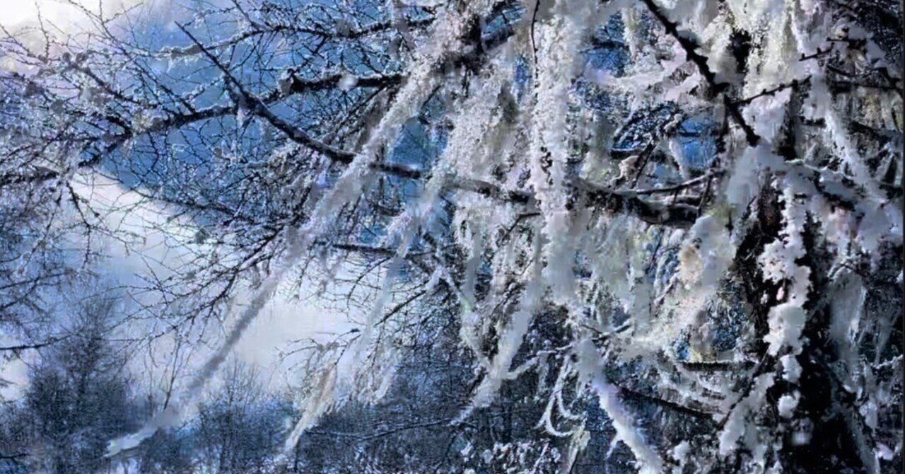 冬の入笠山で出会った幻想の生命体・サルオガセ｜Ryosuke Noda