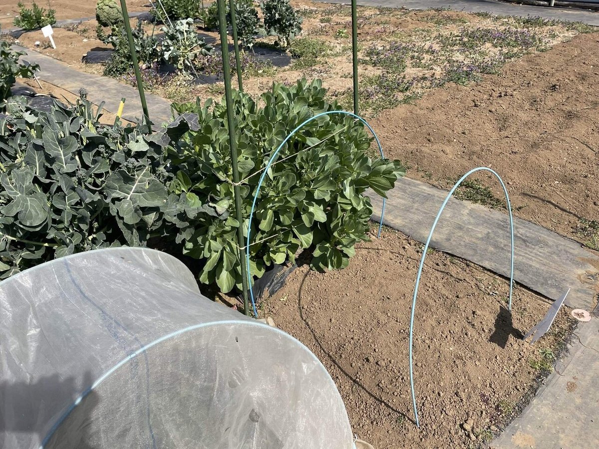 シェア畑 春がやってくる前に｜Junko Summer