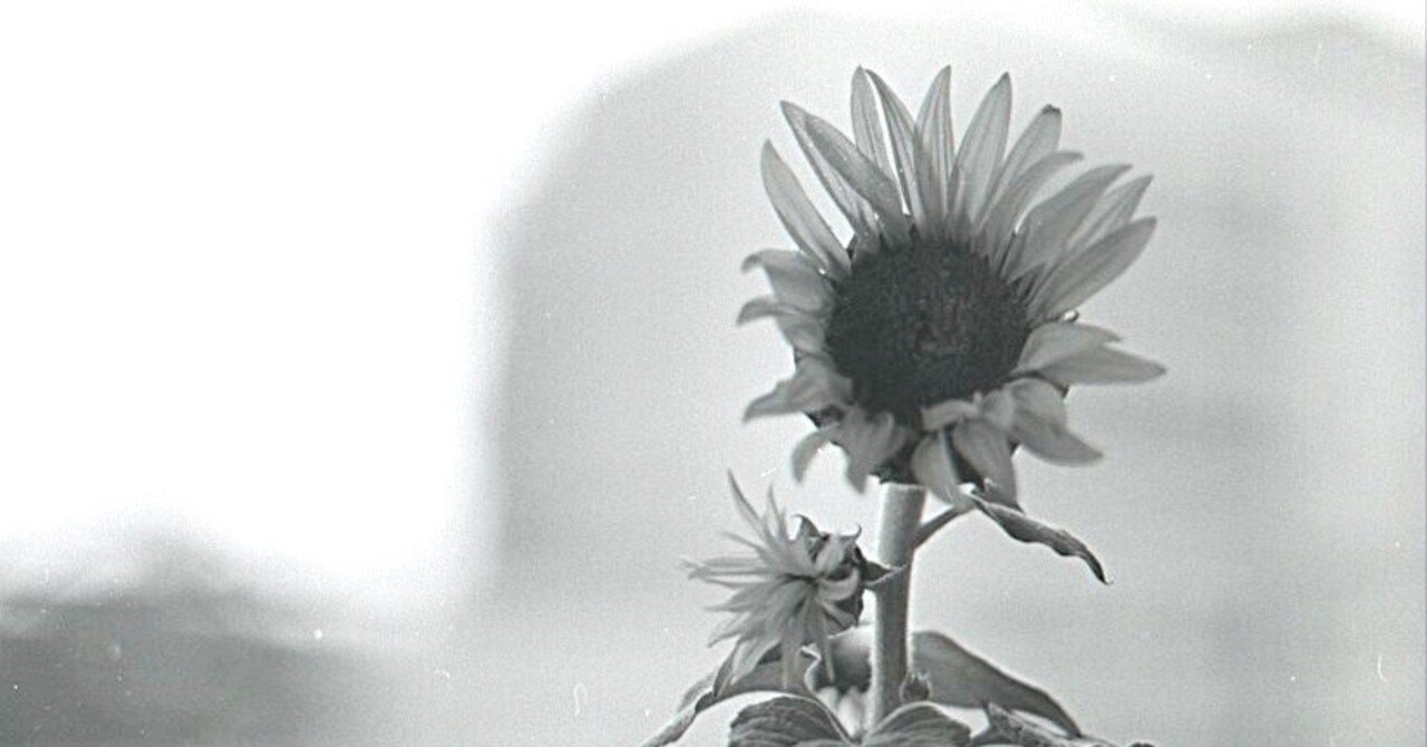 Letter 更新してます。｜Aquiraノ公式（H.P) 作家🖊️： 写真家