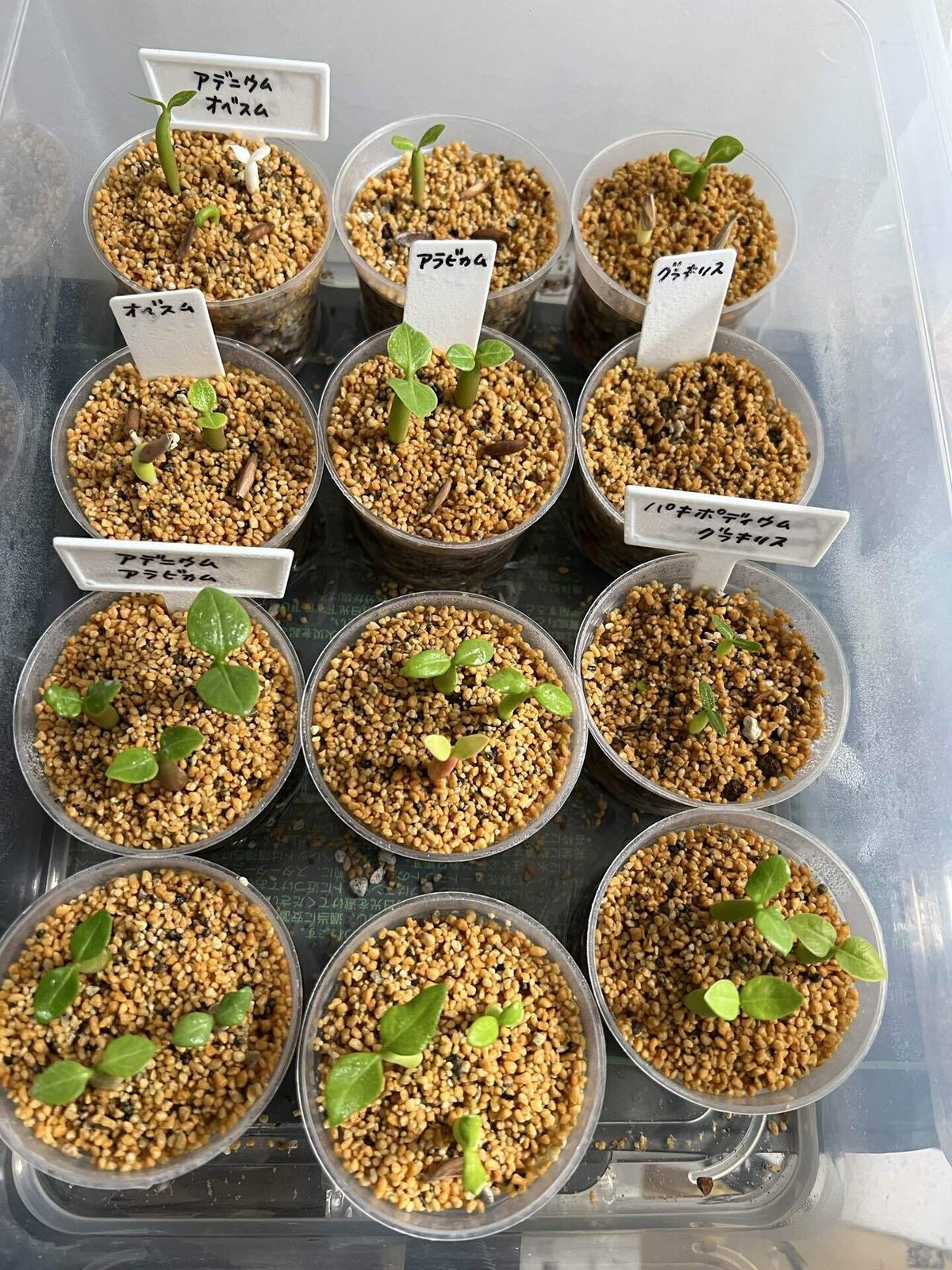 実生チャレンジ①23日目｜mako＠plants