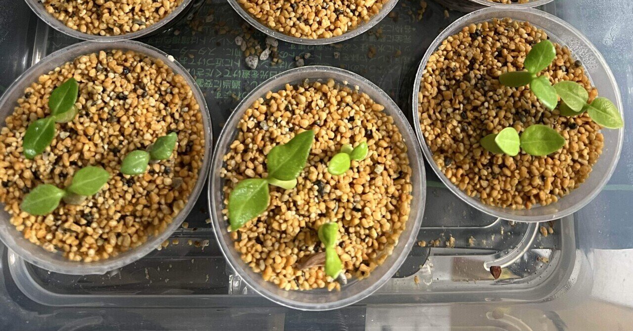 実生チャレンジ①23日目｜mako＠plants