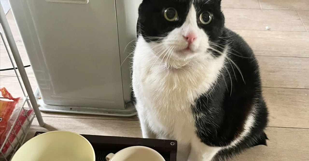 "She thinks I'm a flavor-changing hag..." A cat who leaves a little ...
