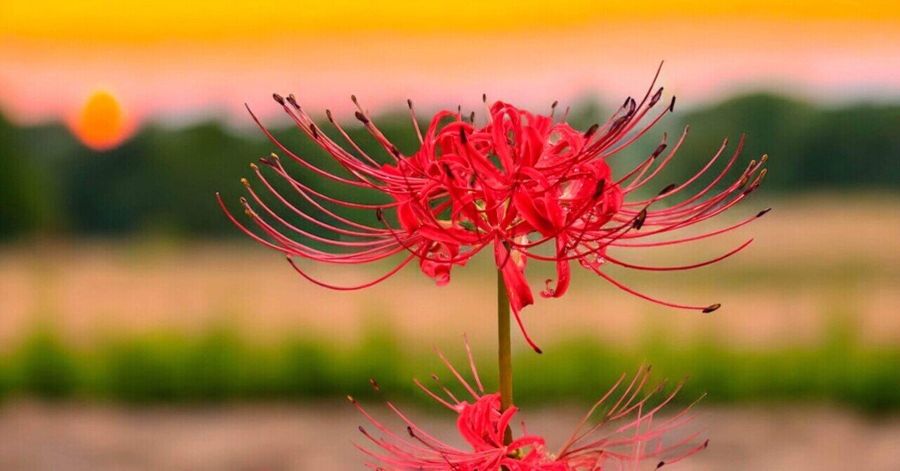 脳出血〜退院に向けての外泊｜Salvatore 桃華 Akemi