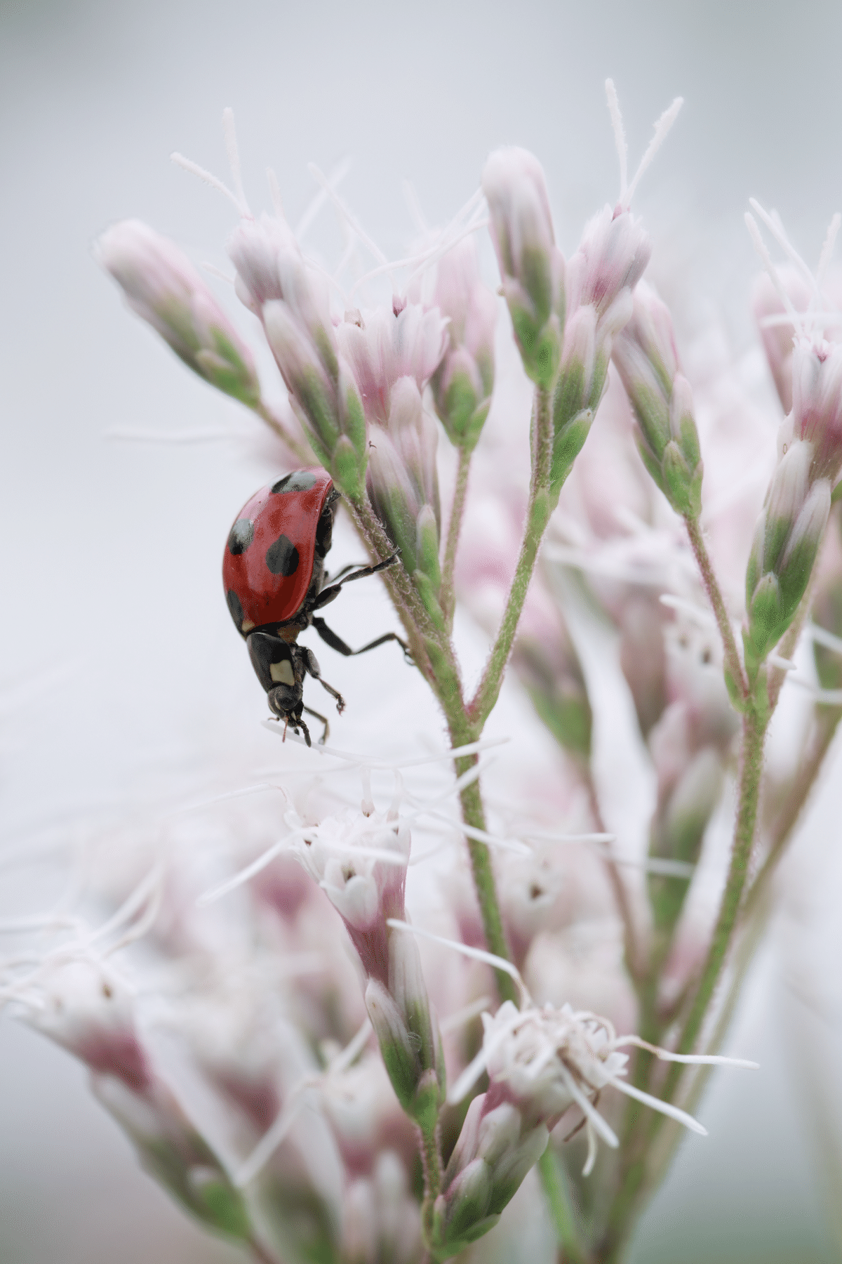 【写真】「寄り」の写真、「引き」の写真｜Yusuke Marianne