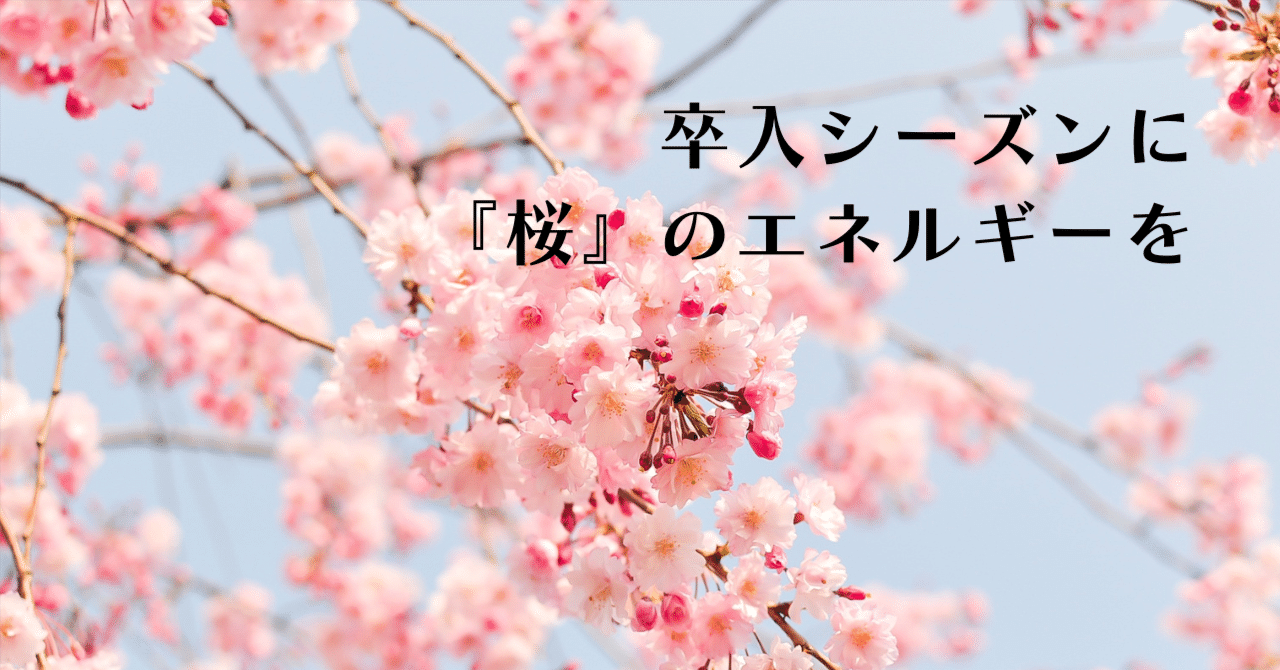卒入シーズンに『桜』のエネルギーを｜TERRA-SACHI