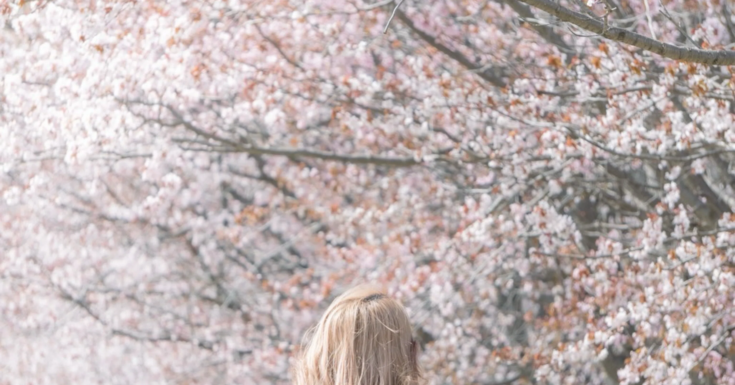 Sakura｜note