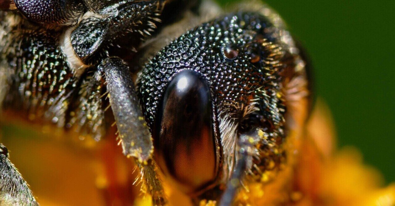 【雑記】虫ト和解セヨ(後編)〜虫嫌いな私が写真で虫を克服するまで〜｜Yusuke Marianne