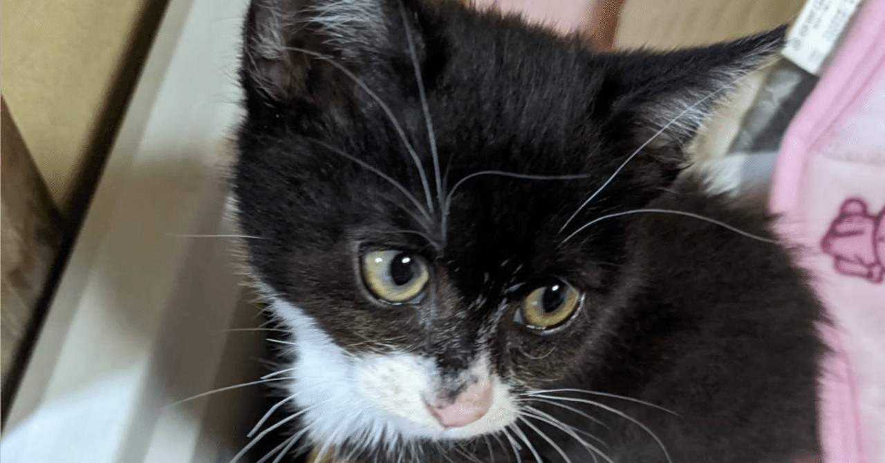 私と「三国志」の初恋物語｜Moosan