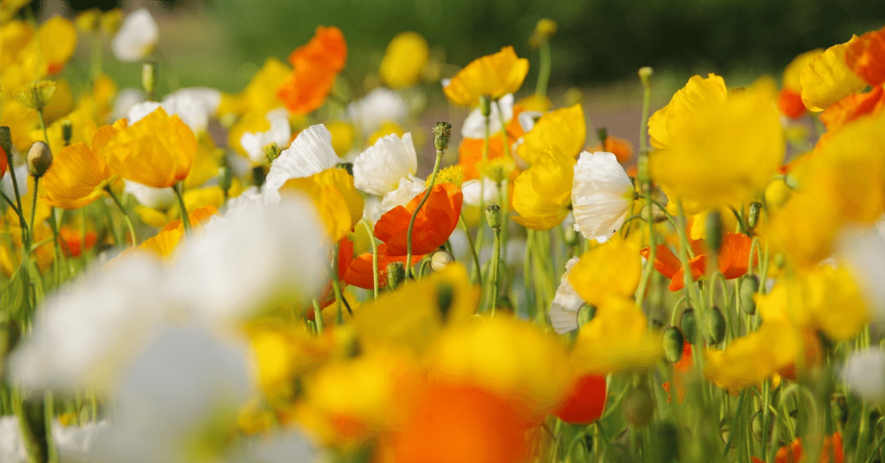 自分に満足している、は言いづらい｜SUSU