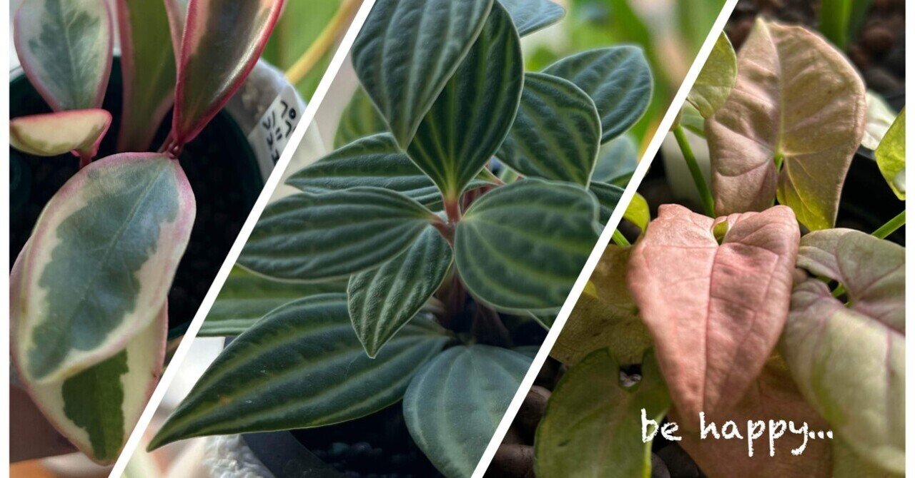 春の足音、聞こえてる？｜mako＠plants