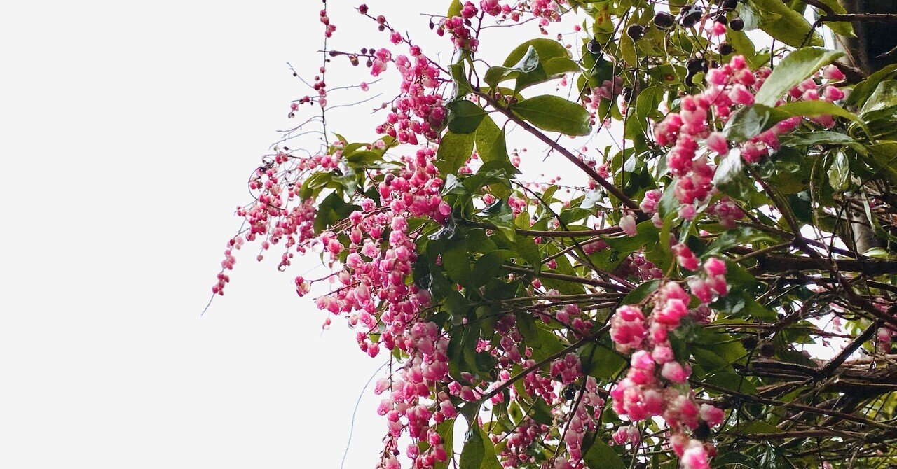 迷想そして飴｜michiko