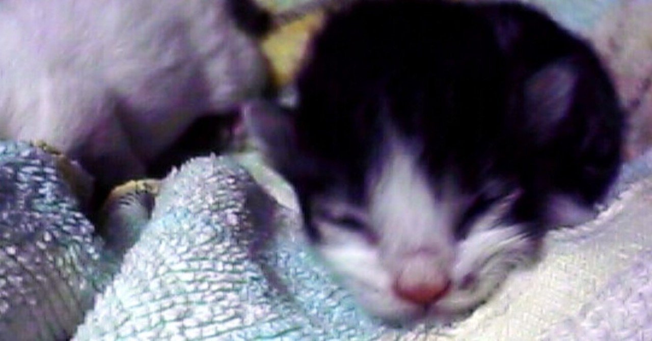 21年間、ありがとう｜OGIRO Shingo｜note