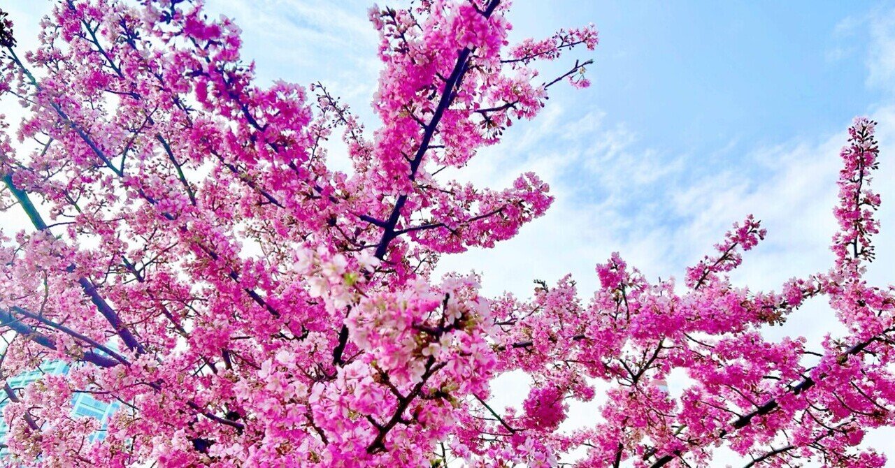 【詩】美しいもの｜ayano_leizei 冷泉あやの