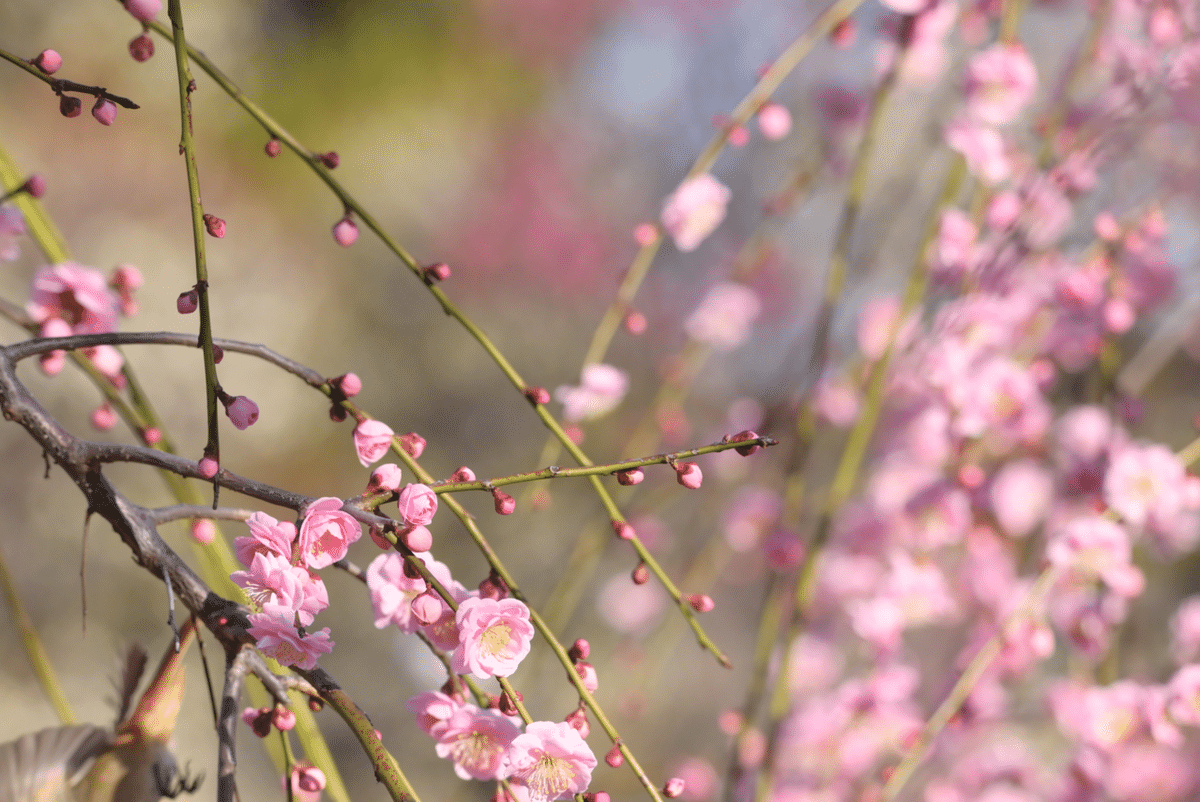 【Nikon Z5Ⅱ 発表目前】Nikon Z5と1年過ごした感想｜くろどん │ 育児と写真