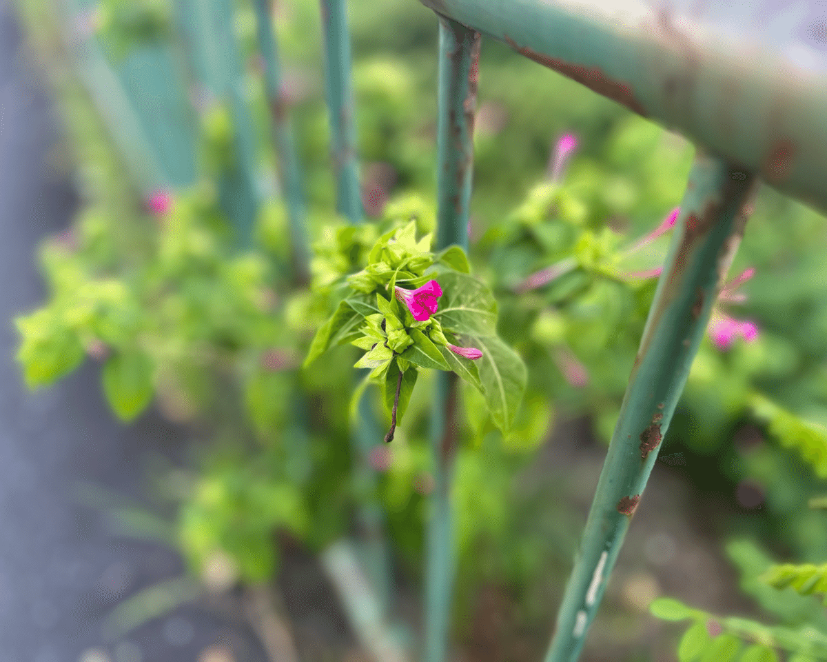 写真撮影とメンタルヘルス｜こゆき（koyuki）