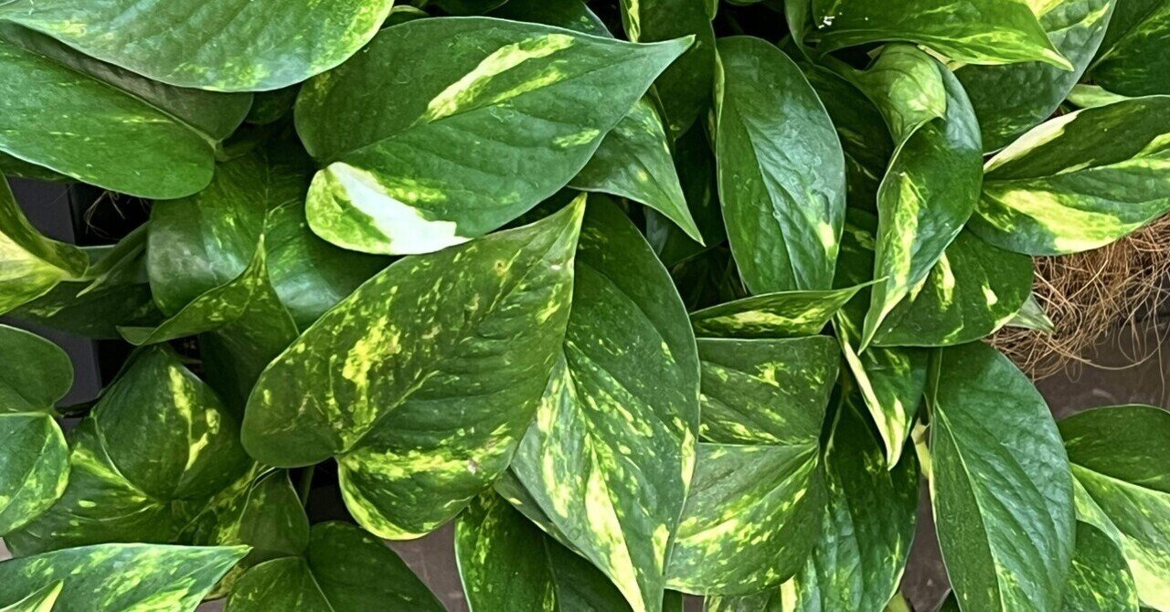 みんな大好きポトス｜mako＠plants