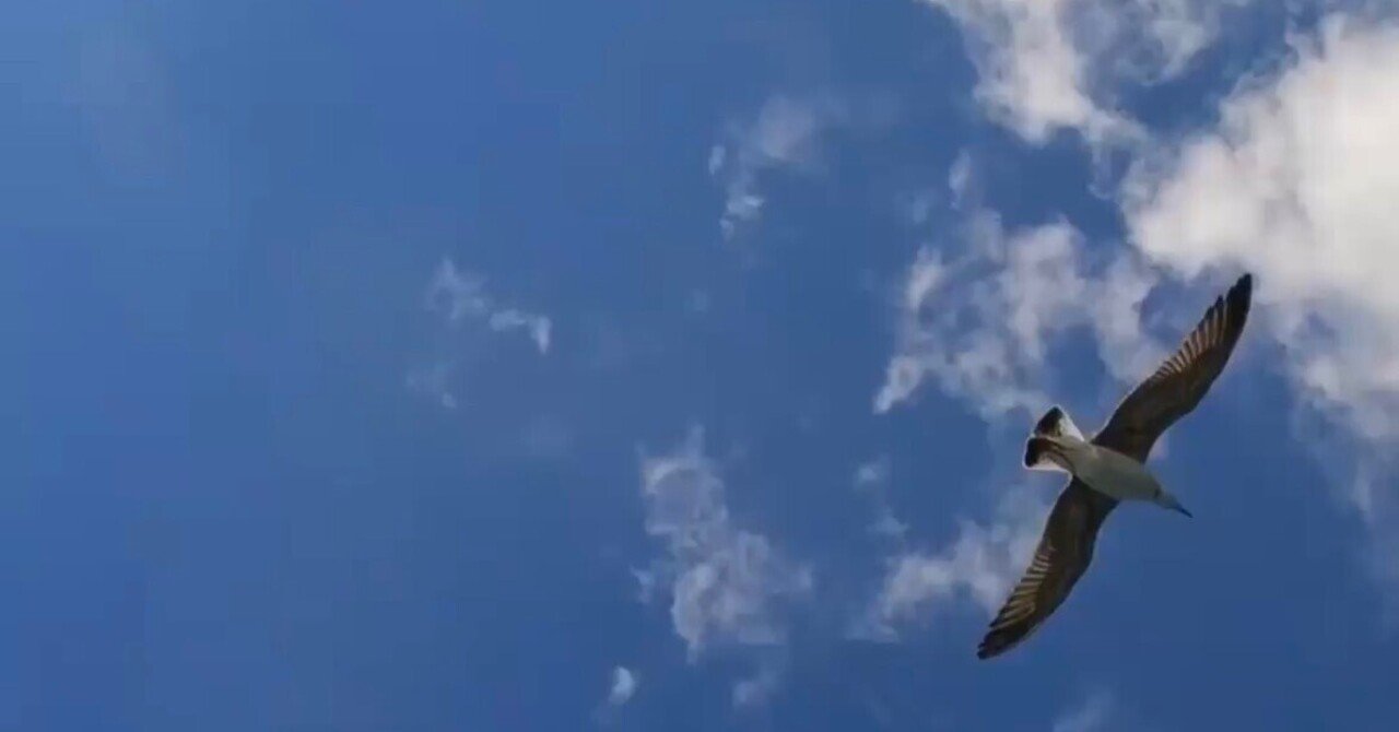 KIN255 青い鷲/黄色い星 音8｜ようみ