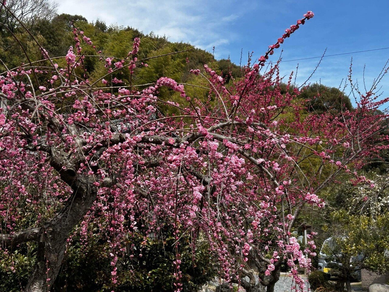 春は、そこまで来ています・・・｜Katu