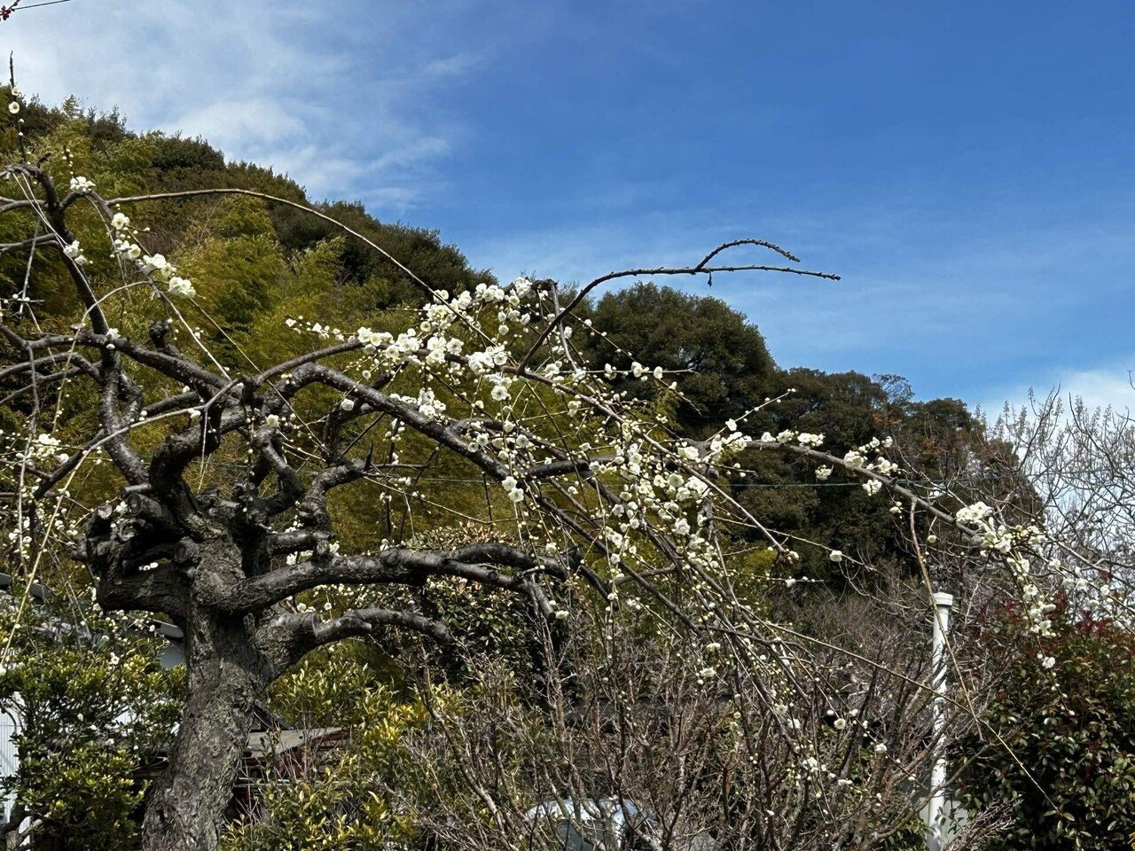 春は、そこまで来ています・・・｜Katu