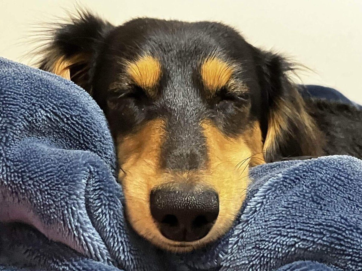 カイくん（´-`）.｡oO｜らいせつ