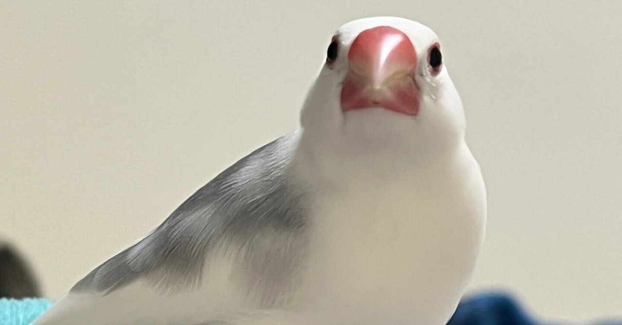 うちの文鳥｜kawauso