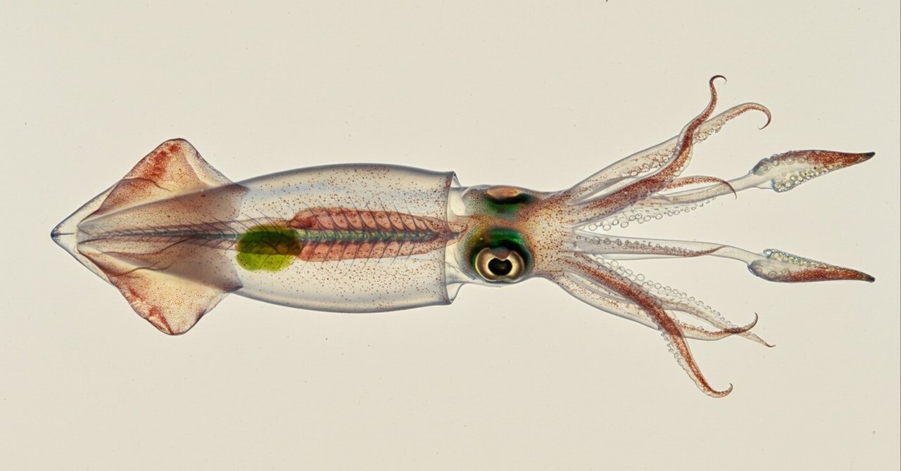 【ImageFX】透明標本｜TANAKA Ichiro