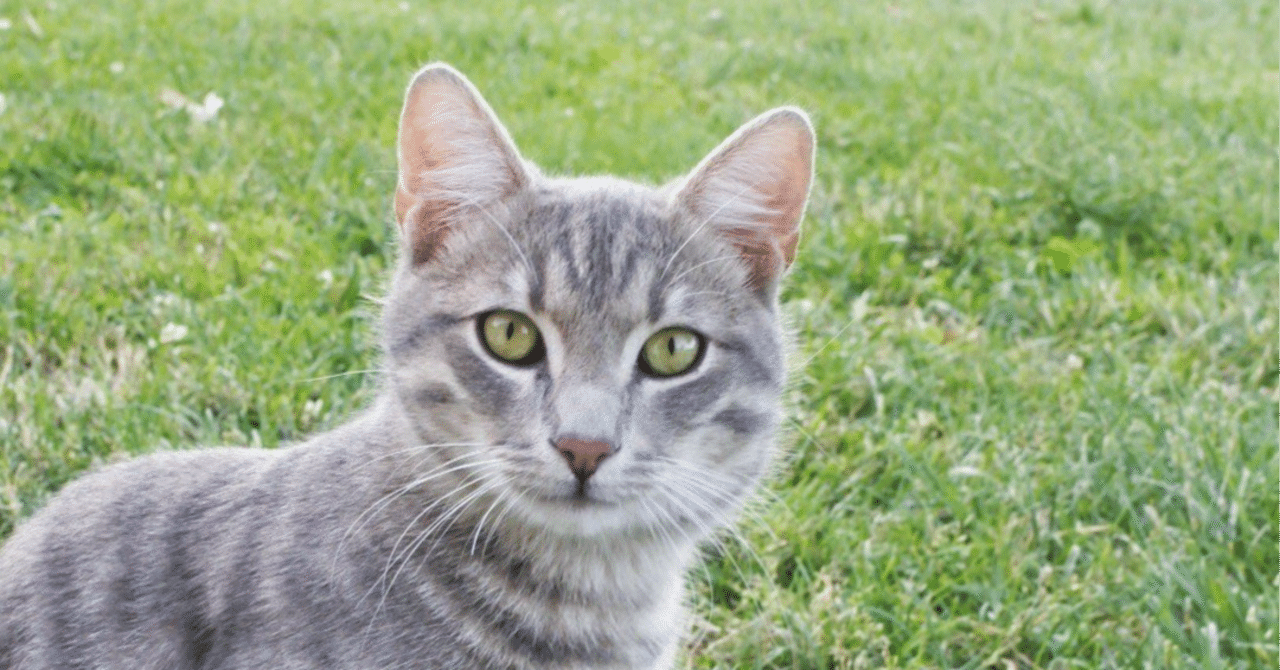 構造的すきま理論と組織のネコ｜kajimura