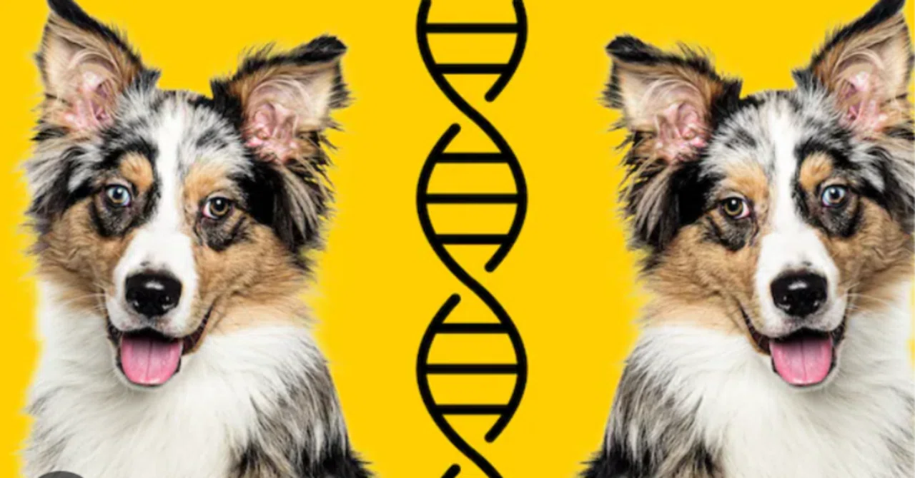 Cloning your pet ：クローンでペットを？気持ちは理解できますが・・・。｜Pepao's ENGLISH