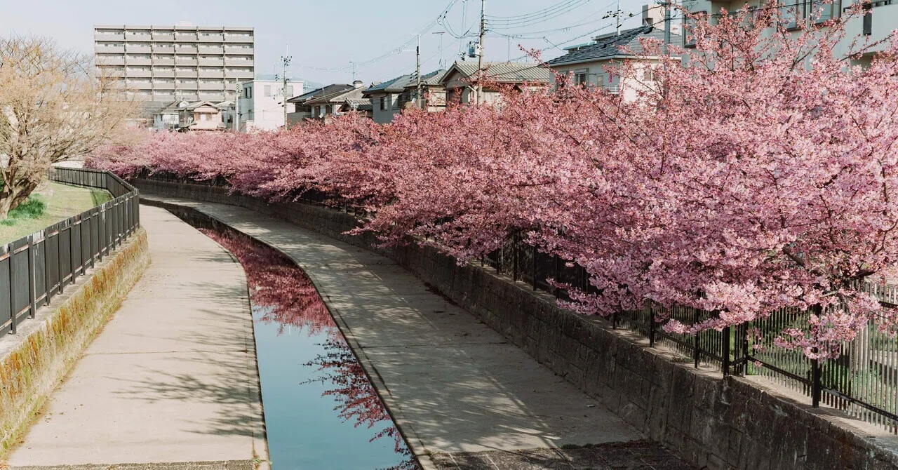京都•淀の河津桜（2025.3.20）｜Yuka Shogaki