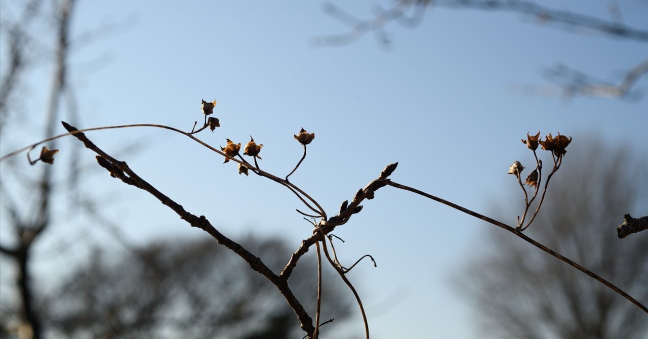 AI MICRO-NIKKOR 55mm f/2.8 Sで朝活｜Omori "TETSU" Yoshinori