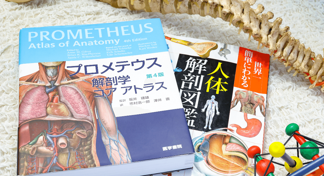 身体のコト🩻｜suemi.kotonoha｜note