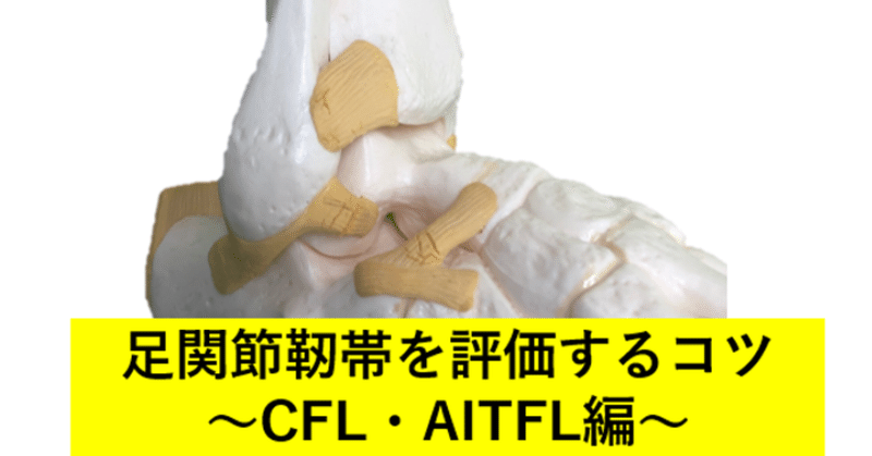 足関節の靭帯損傷を評価するコツ！ ～踵腓靭帯（CFL）・前下脛腓靭帯（AITFL）編～｜Y.K｜note