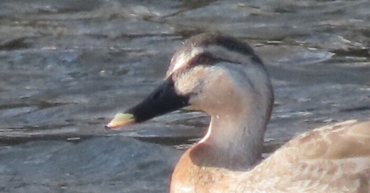 マルガモの観察メモ｜natsume