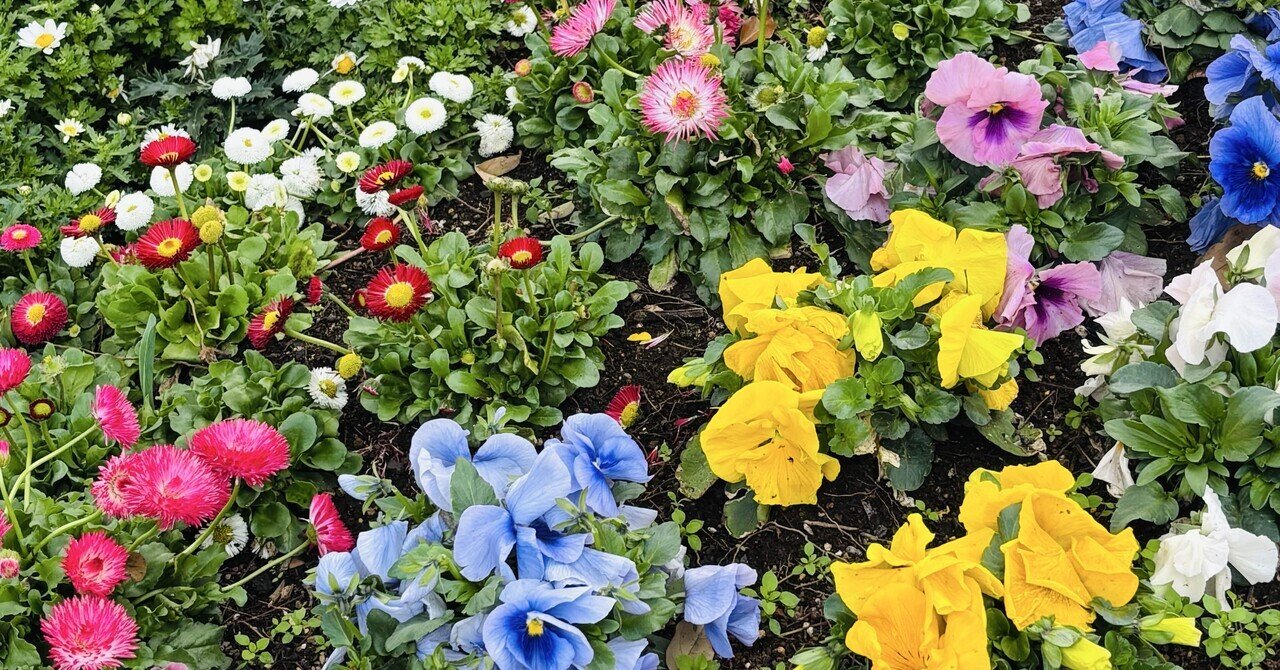 満開じゃなくても🌷｜Amara