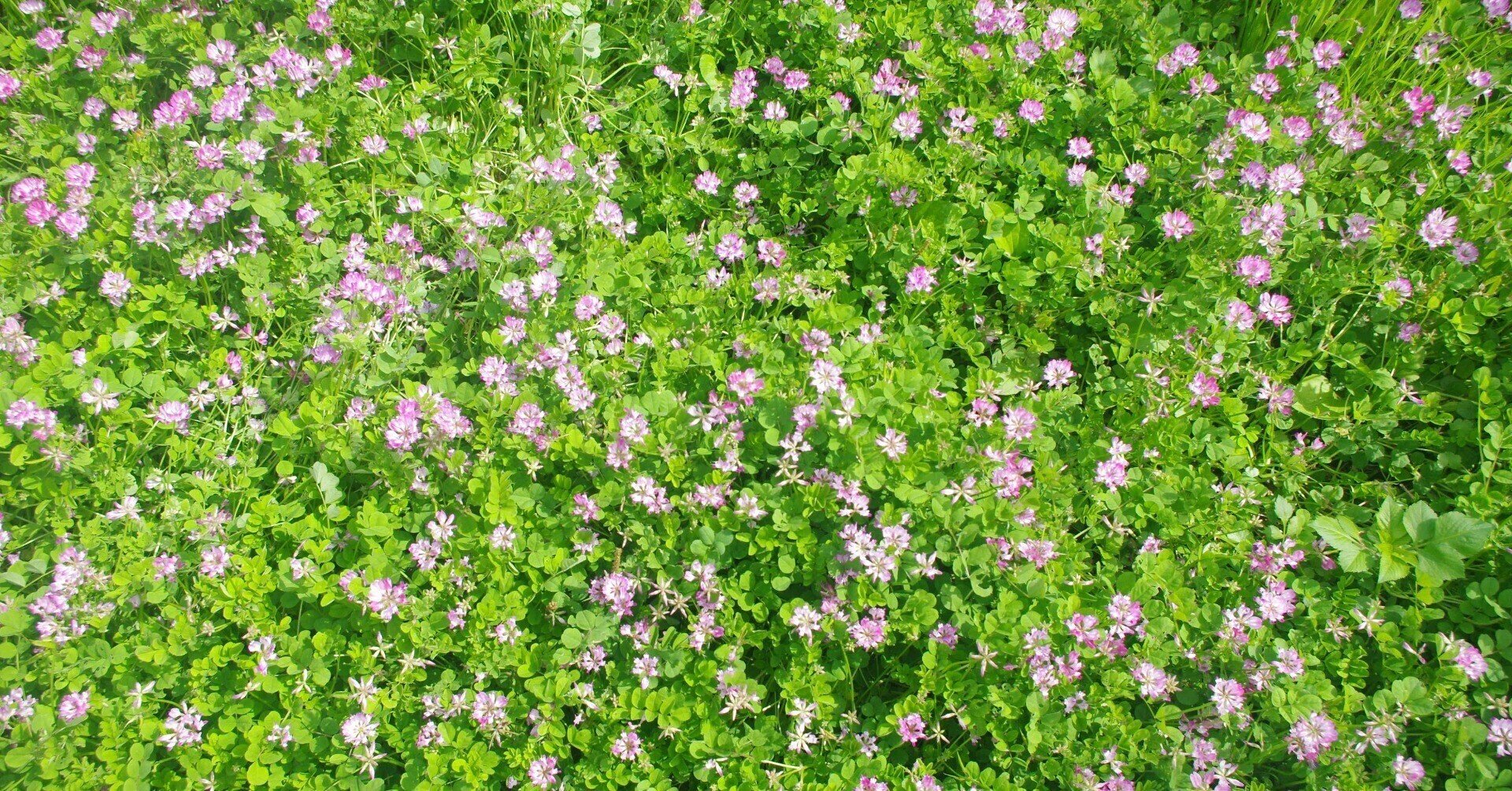 Sawairi Miyoshi｜note