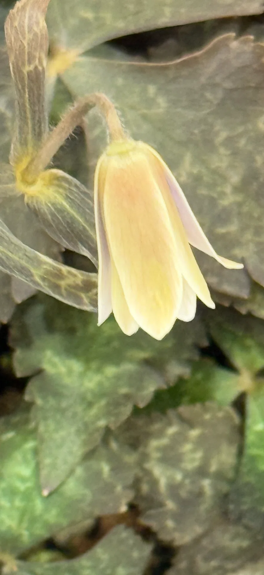 ユキワリイチゲ 個体数が減り続ける日本固有の早春植物｜EGGSEED