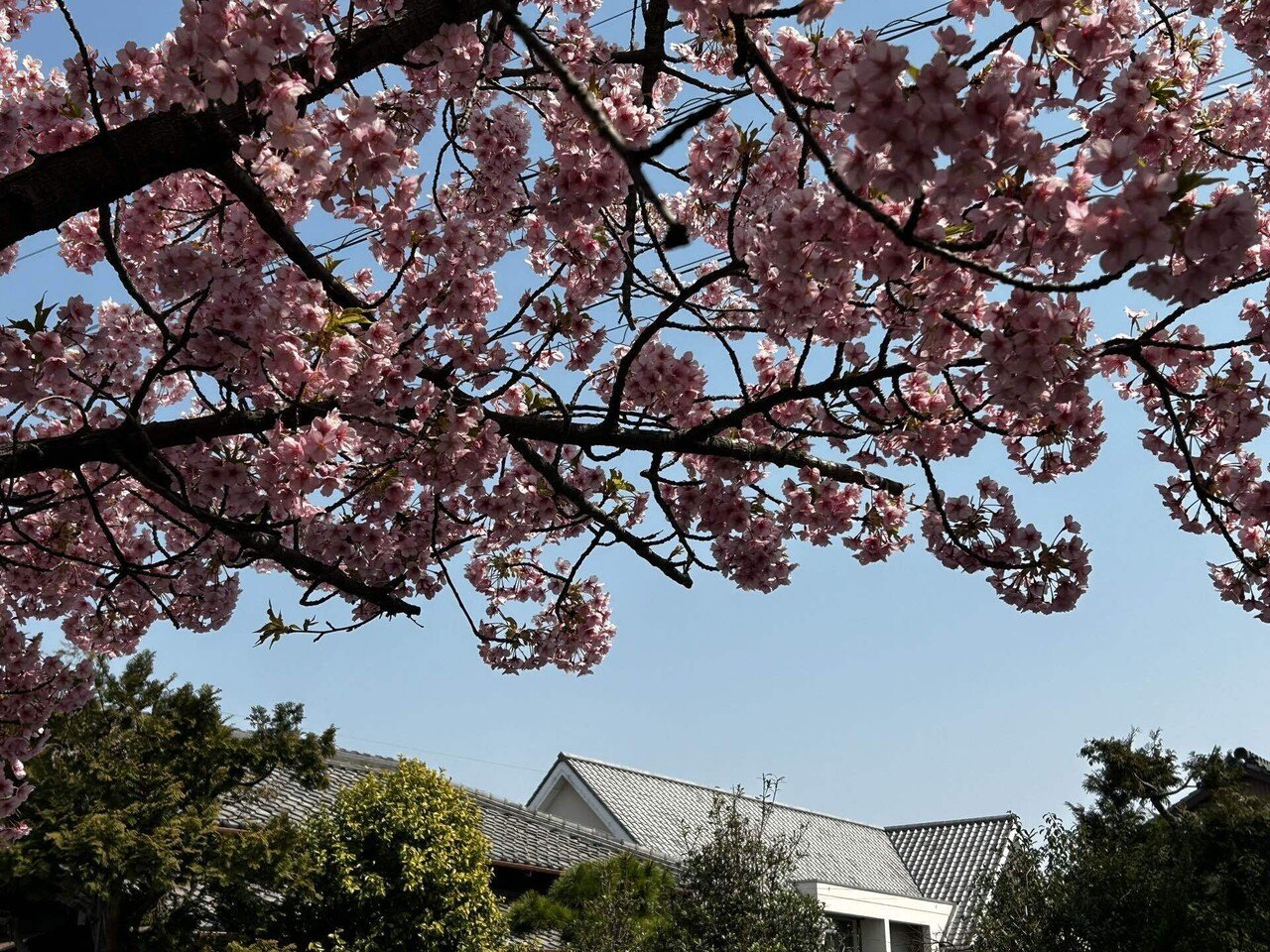 気温も20度up・・・桑名寺町通りの河津桜が見頃です｜Katu