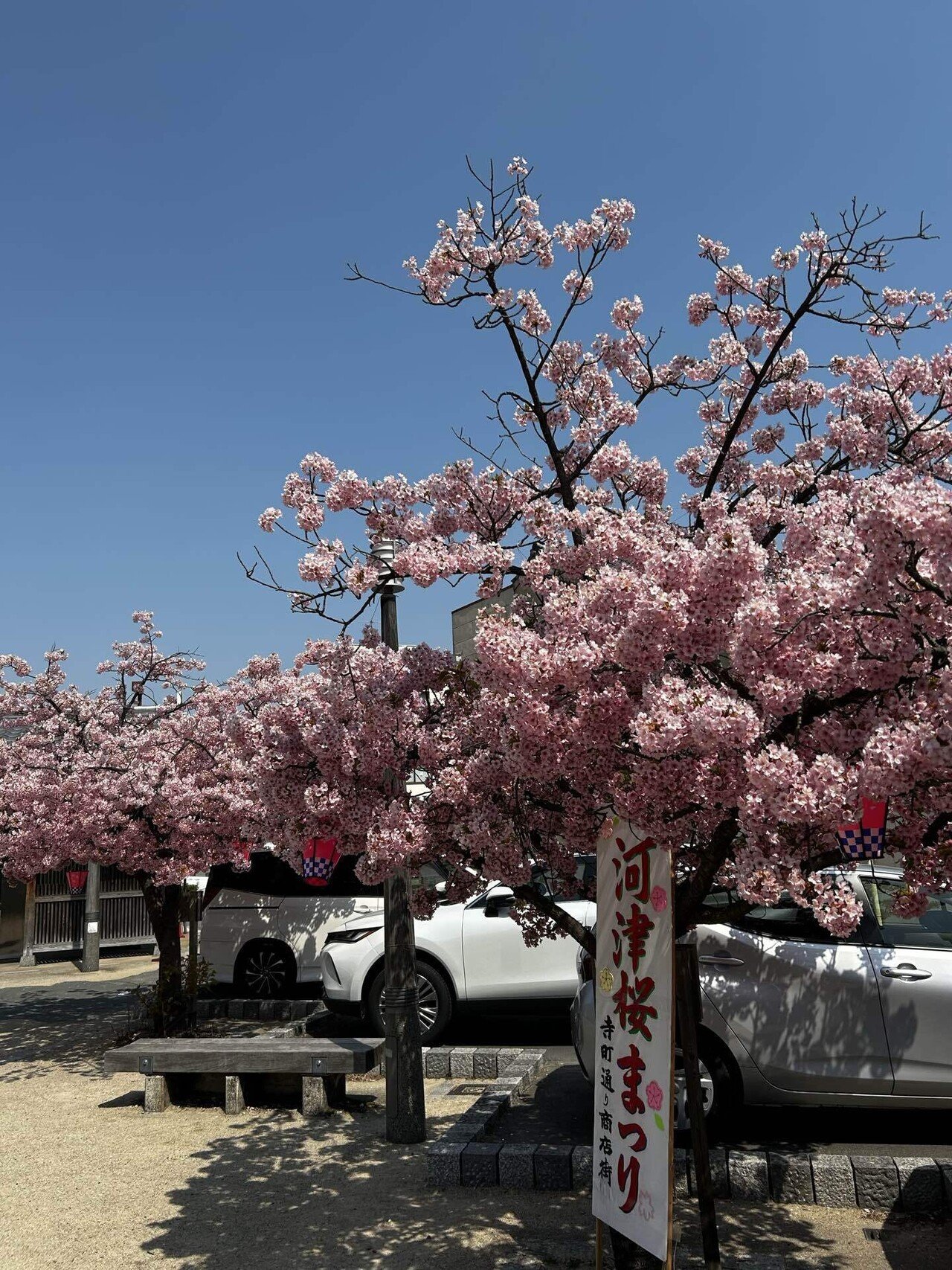 気温も20度up・・・桑名寺町通りの河津桜が見頃です｜Katu