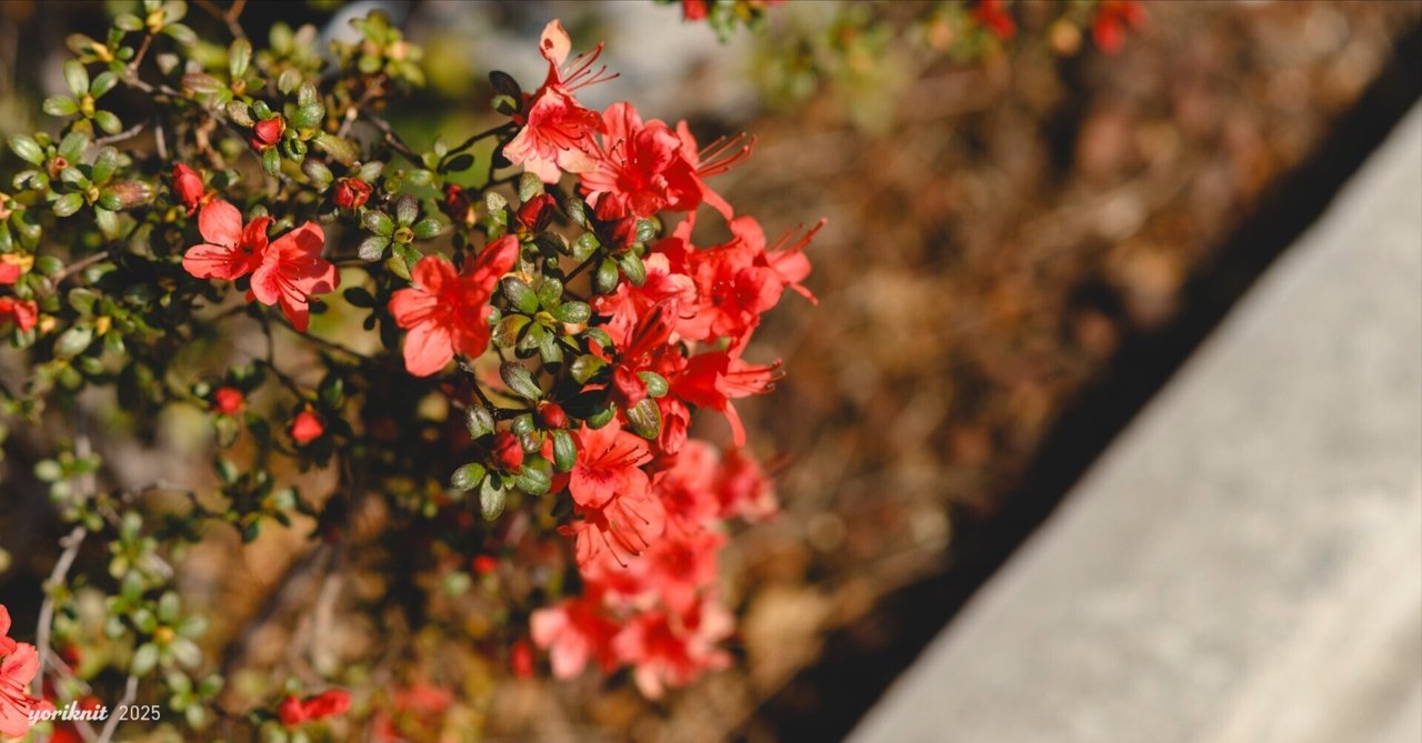 止まらない物欲。｜yoriknit