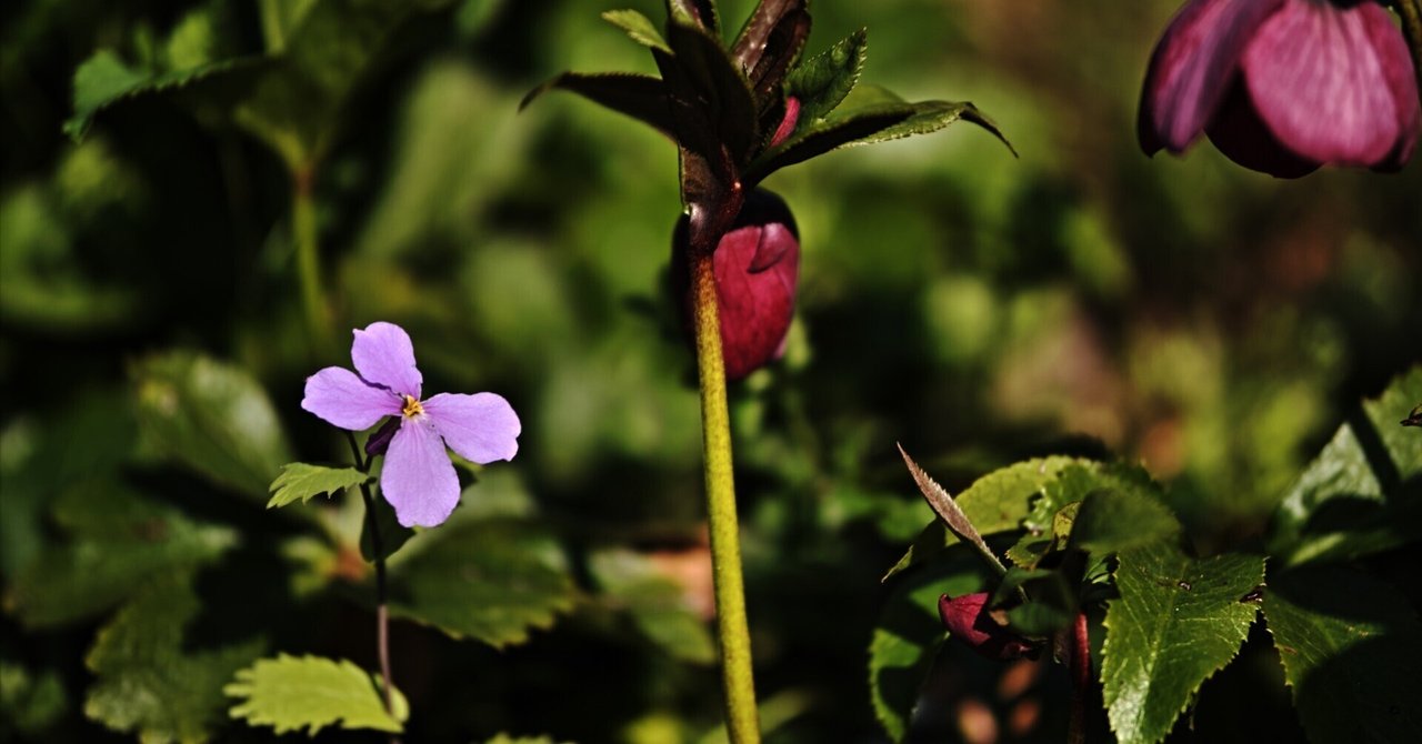 Sigma 50-100mm F1.8 DC HSM 気温24度のこんな日だからFOVEON｜shogo.m