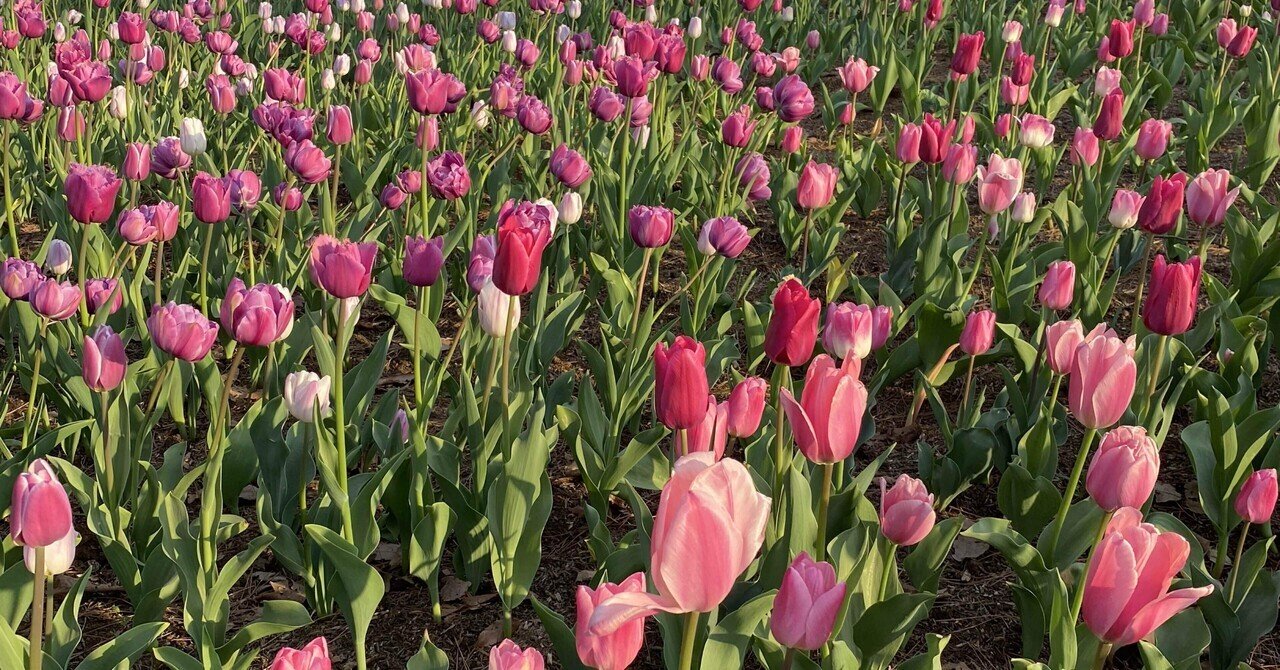 森林公園と湯楽の里に行ってきました！｜KOMORE CLIAR【コモレ クレール】