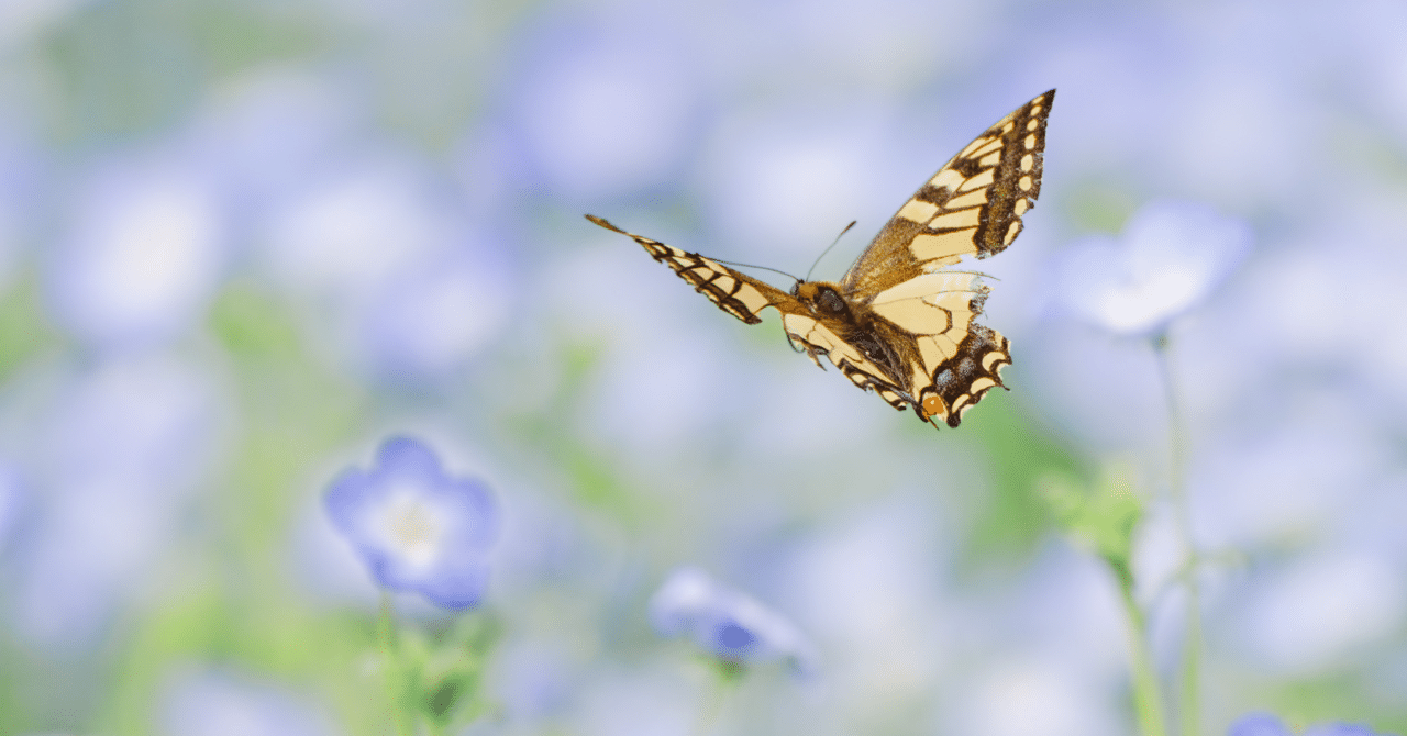 【雑記】虫ト和解セヨ(前編)〜虫嫌い、虫写真撮るってよ〜｜Yusuke Marianne