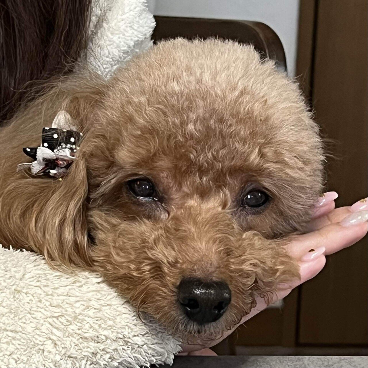 お、重いんですけど。。。人の手や足を枕にするトイプードルくるみちゃん🐶｜mako＠plants