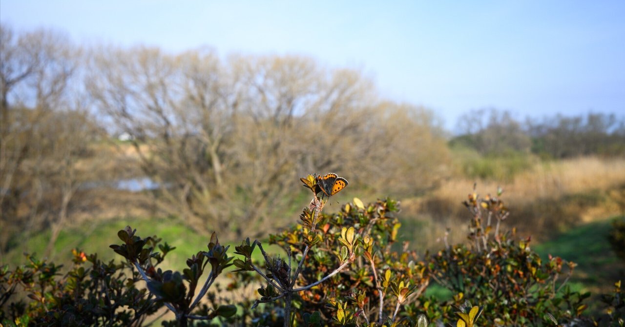 2025年3月24日の桜｜Omori "TETSU" Yoshinori