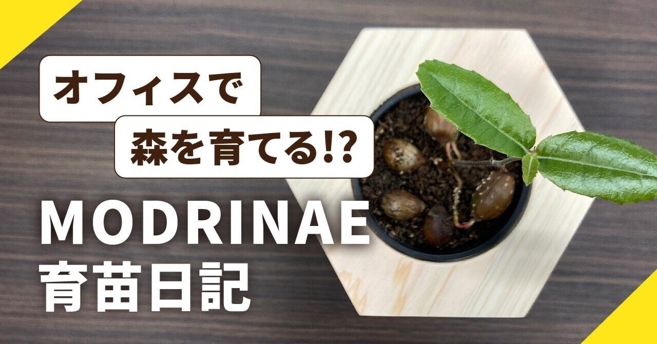 オフィスで森を育てる!? MODRINAE育苗日記｜つつつ@西川コミュニケーションズSDGs