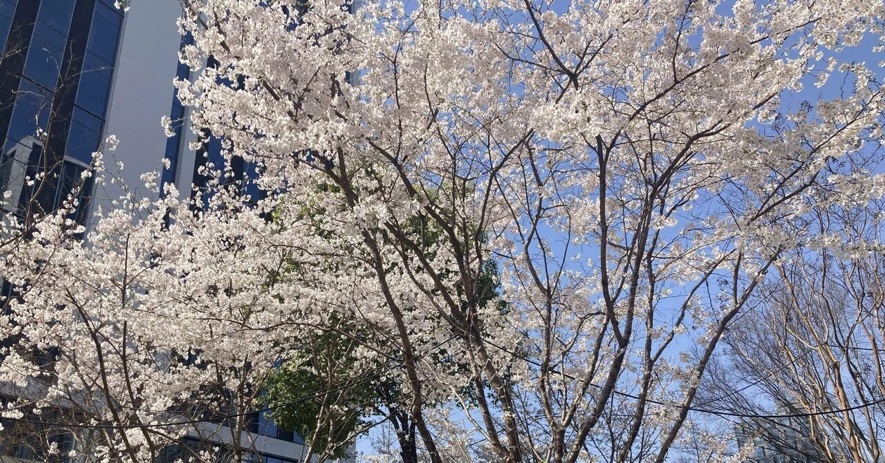 夢が叶うのに11年かかった。｜benibara