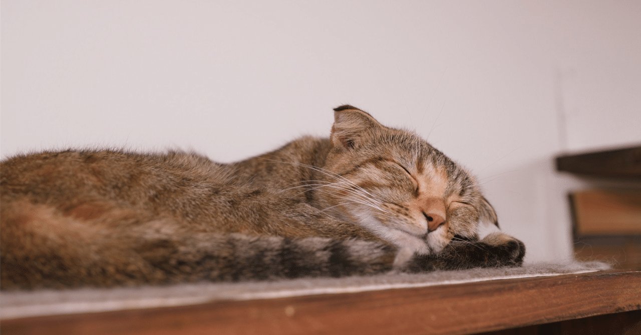 やりたいことは、数え上げれば無限にある｜Calico @ FP技能士