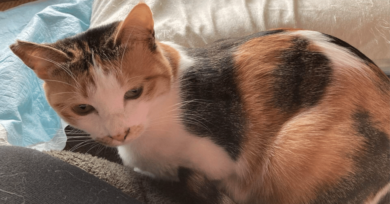 猫のイラスト美術館～ジャケットイラストの世界3～｜Moosan